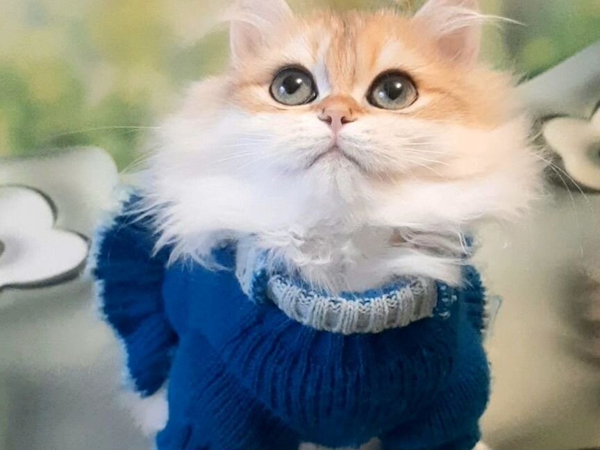 Золотой британский котик