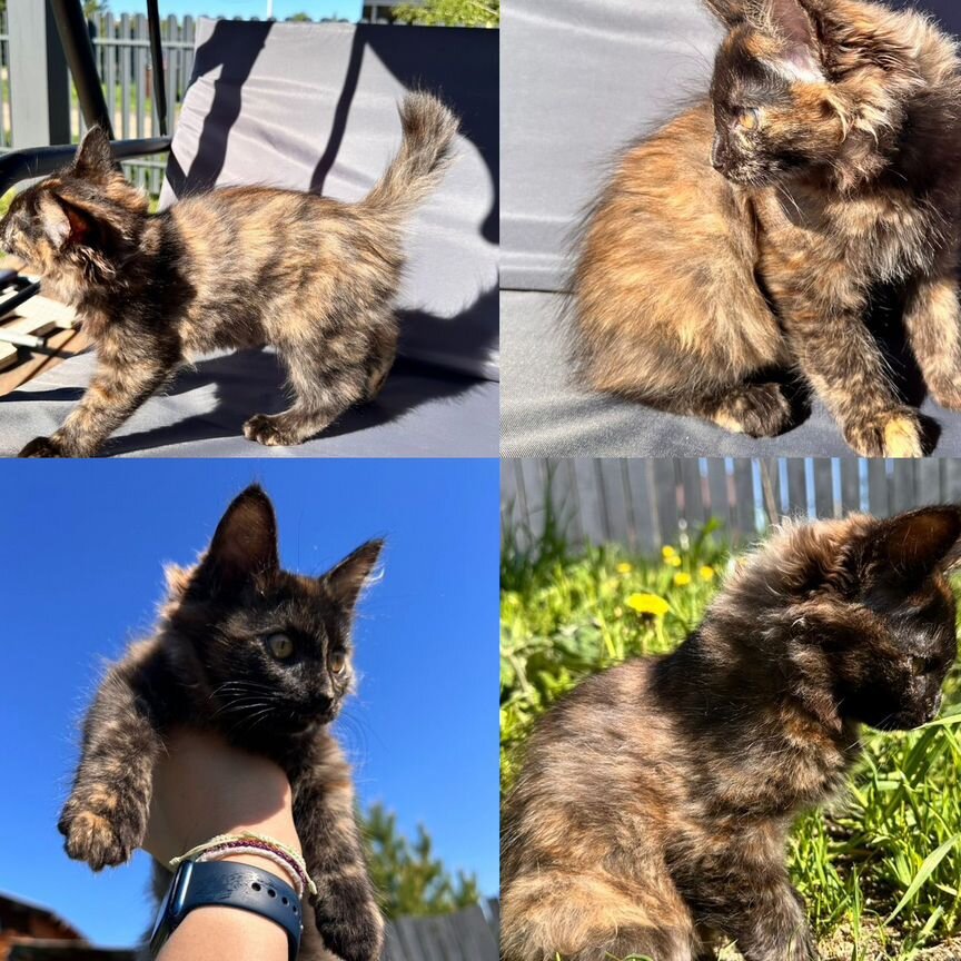 Котёнок в добрые руки