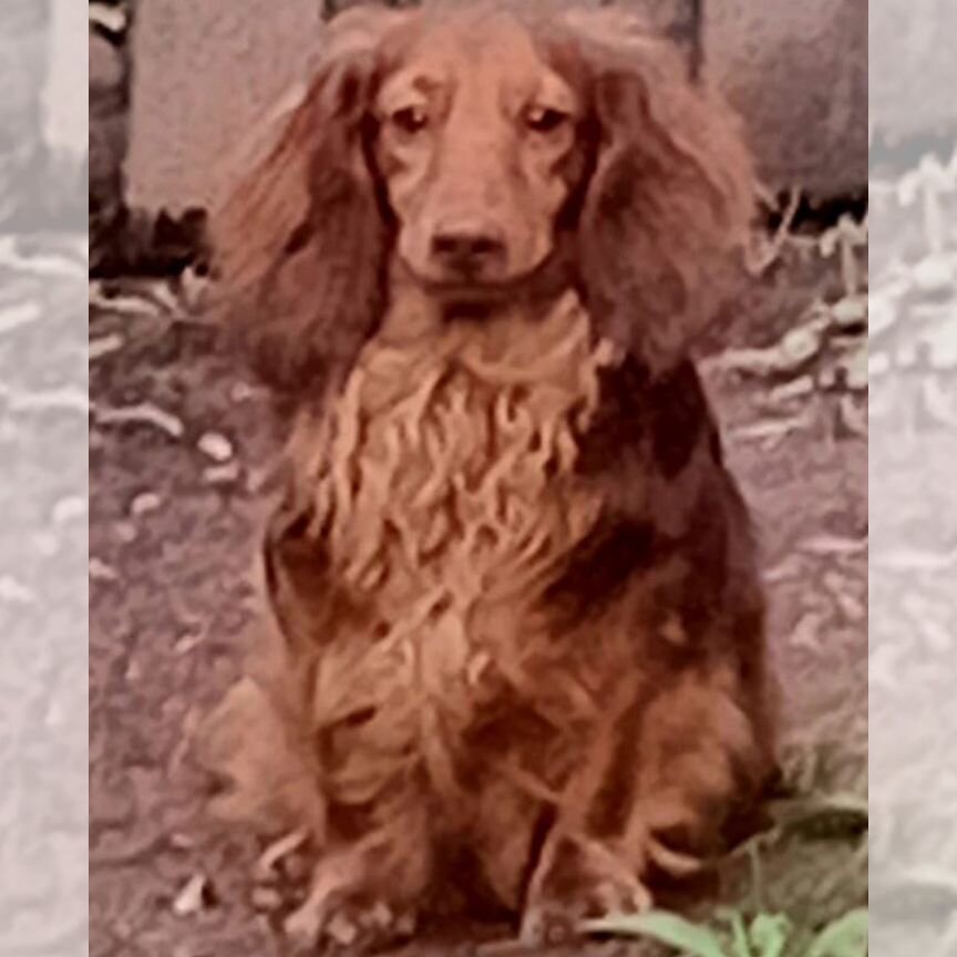 Кроличья такса, взрослая собака