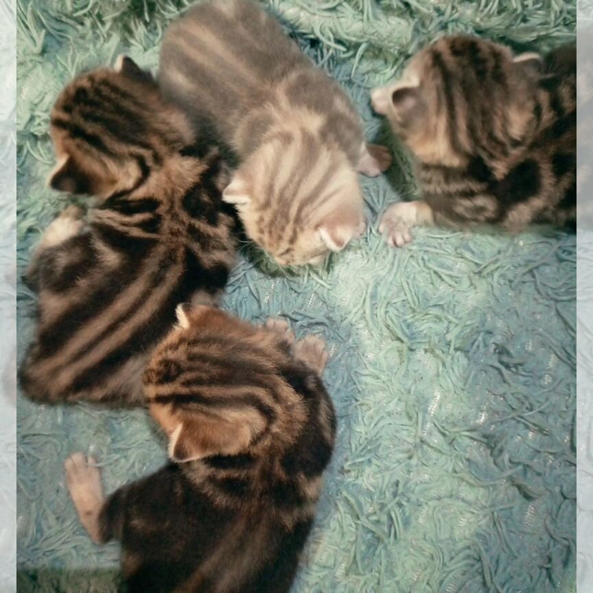 Шотландские котята