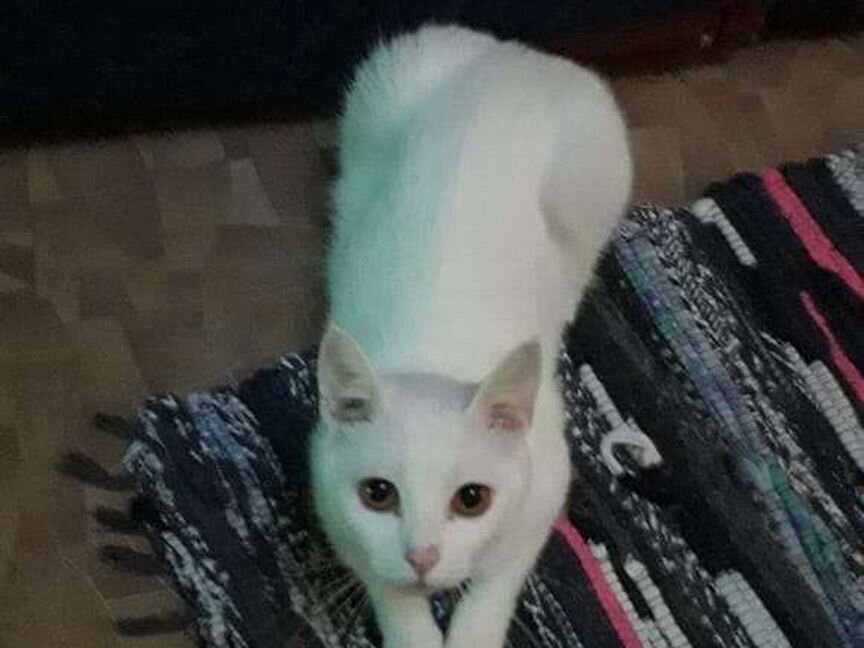 Кошка в дар бесплатно