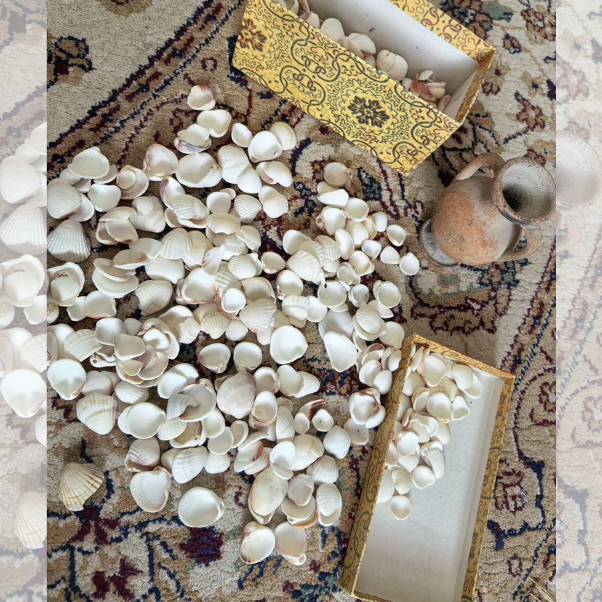 Ракушки для аквариума