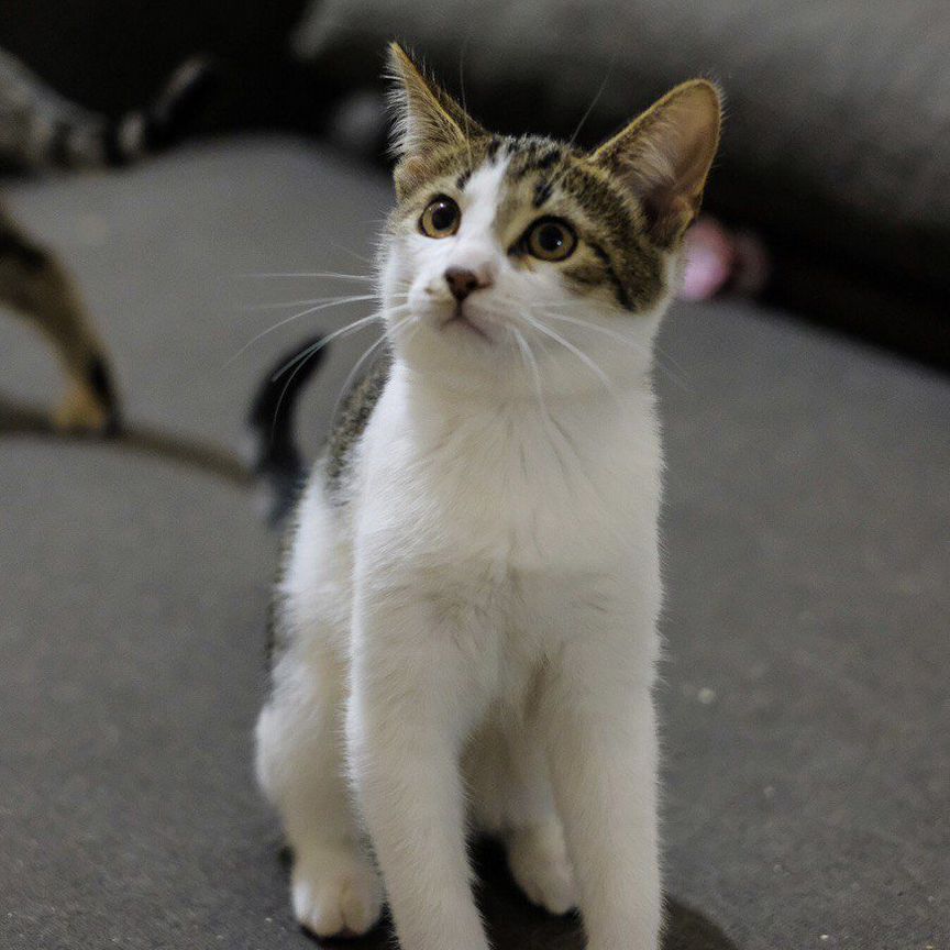 Котёнок Адель с носом-сердечком