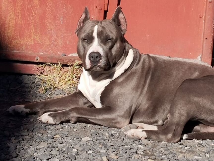 Вязка собак стаффорд