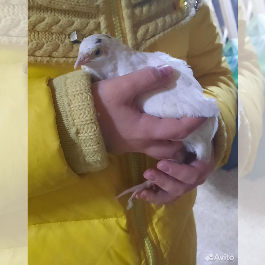 Перепела несушки