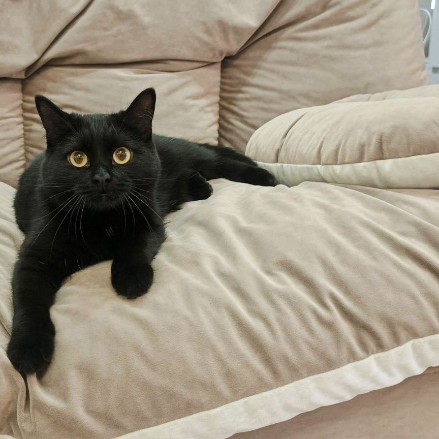 Взрослая, Девочка кошка в добрые руки