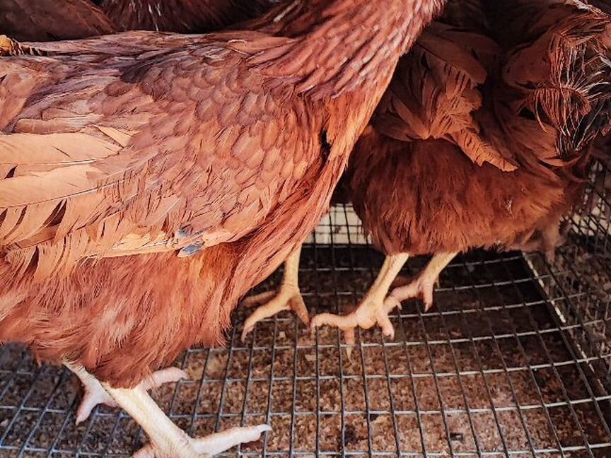 Куры Родонит3