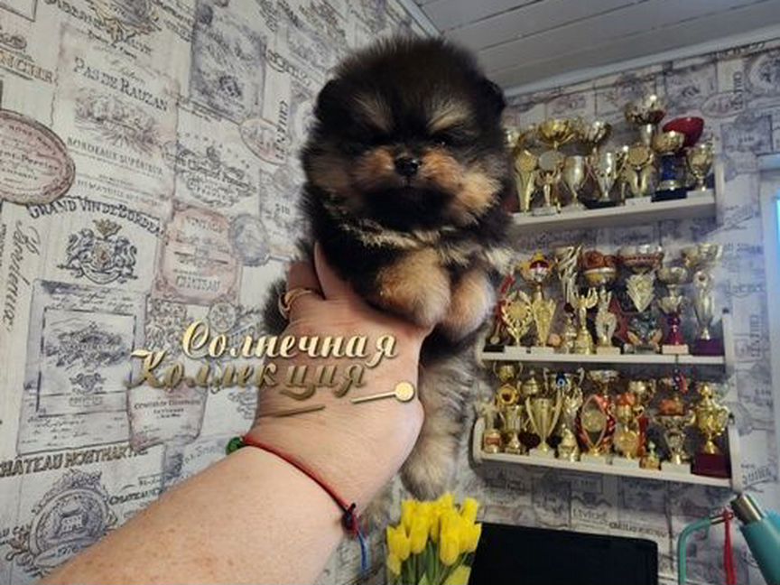 Кукольный мальчик померанского шпица питомник РКФ