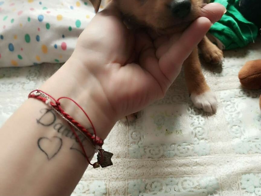 Собака маленькая порода