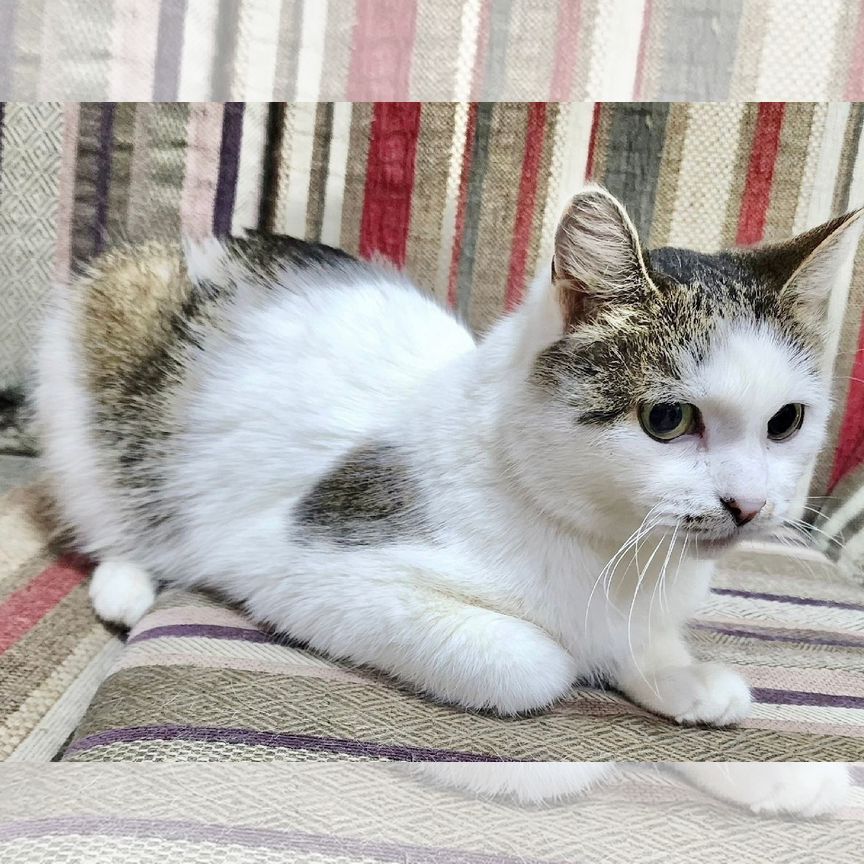 Взрослая, Девочка кошка в добрые руки