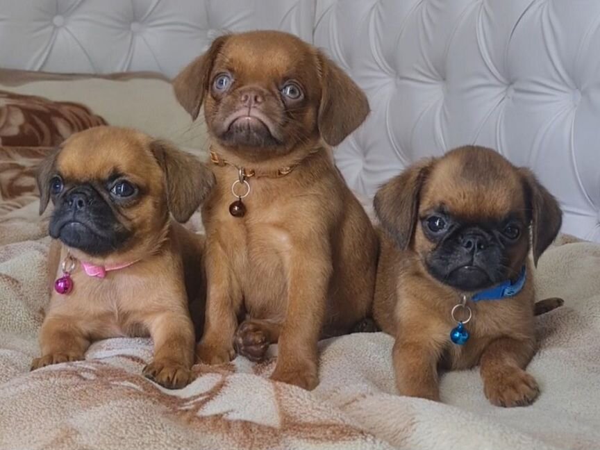 Брабики и гриффошки