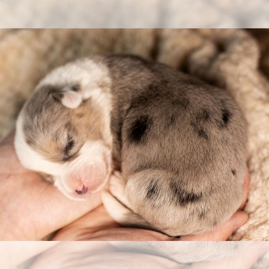 Вельш Корги Кардиган, щенок