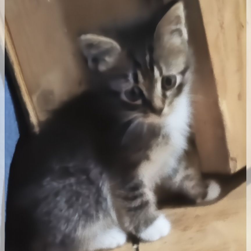 Котенок