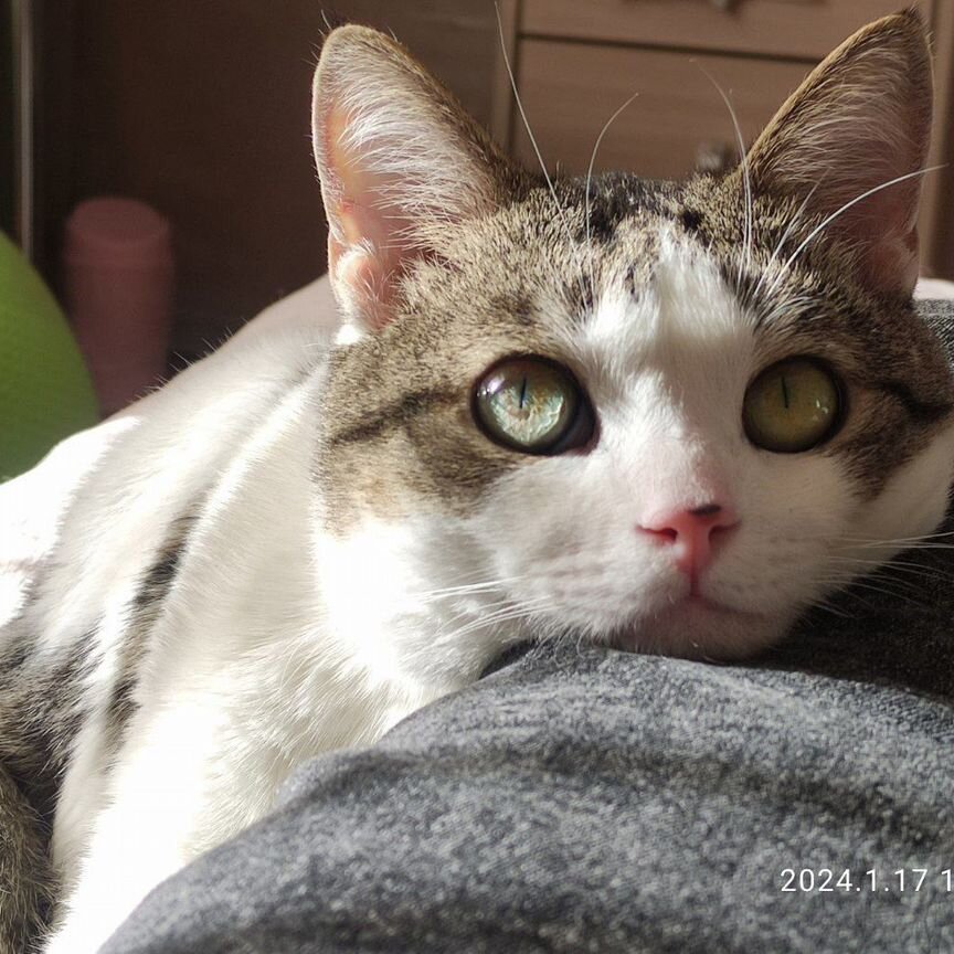Котик в добрые руки