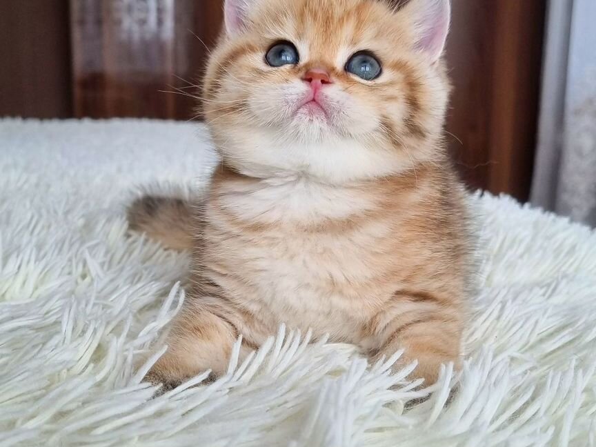 Девочка конфетка