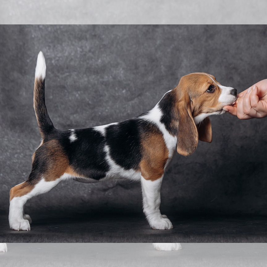 Бигль, щенок