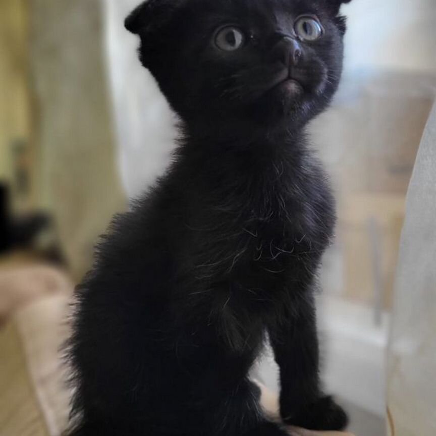 Черный котенок