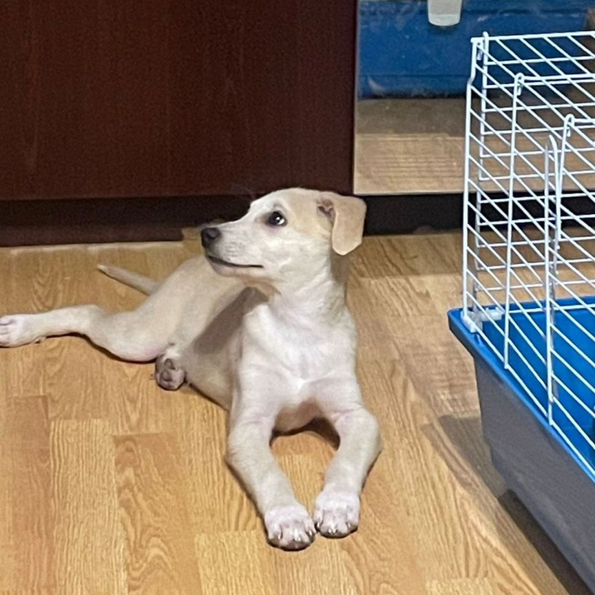 Щенок в добрые руки бесплатно