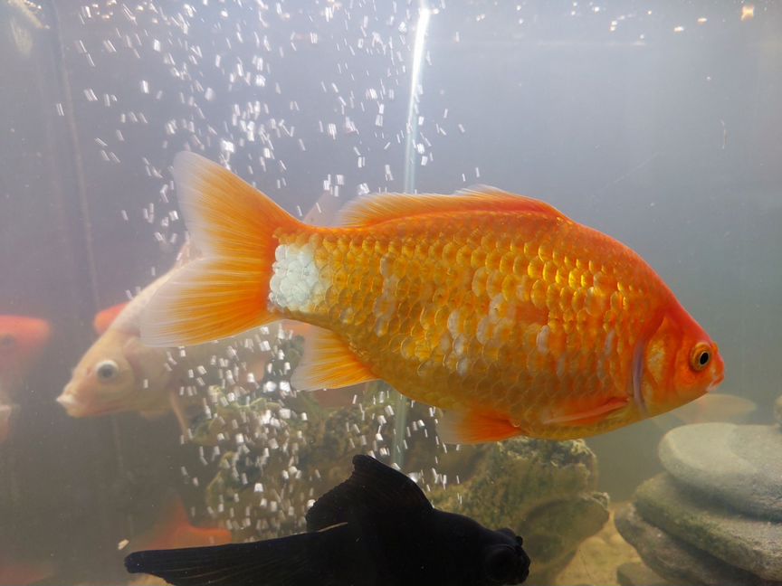 Золотая рыбка Комета самец