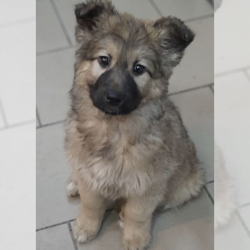 Щенок в добрые руки