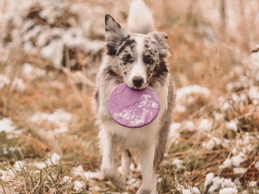 Фотосессия питомцев фотограф анималист
