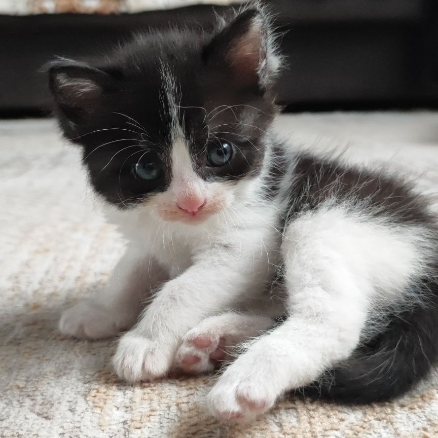 Котята