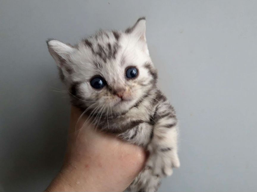 Британский мраморный малышок