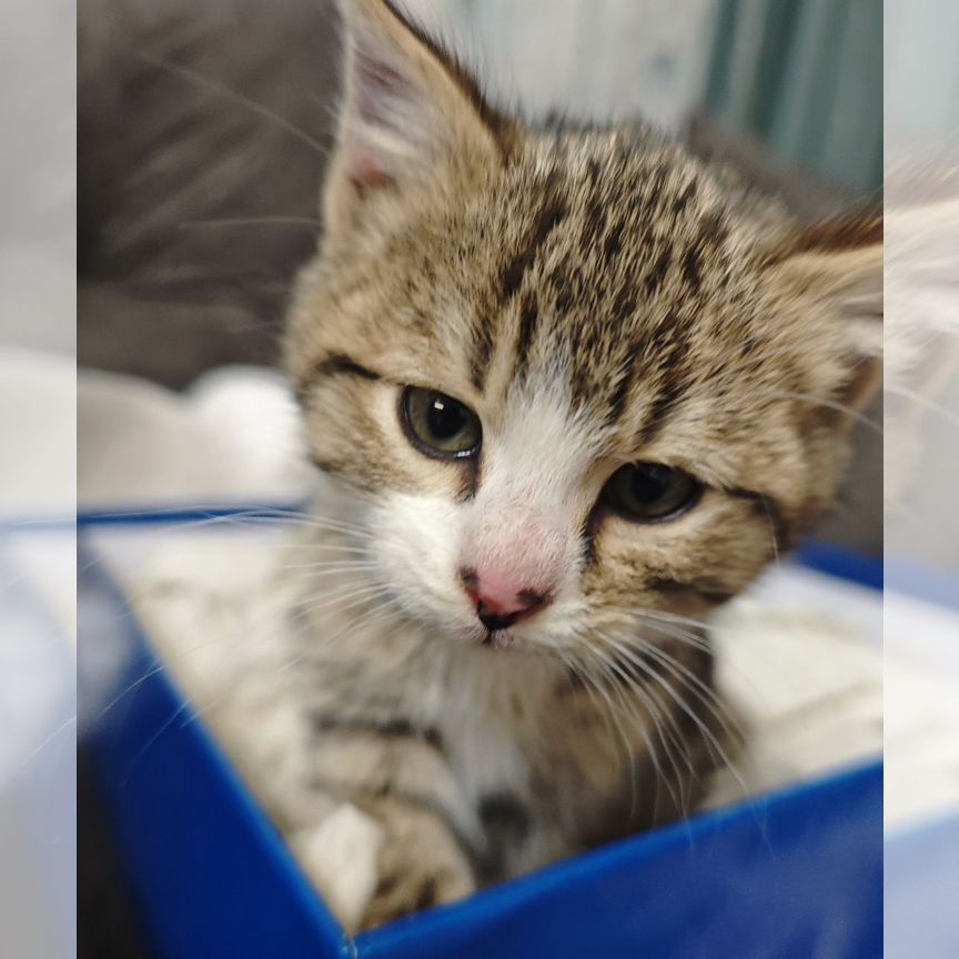 Котёнок в добрые руки