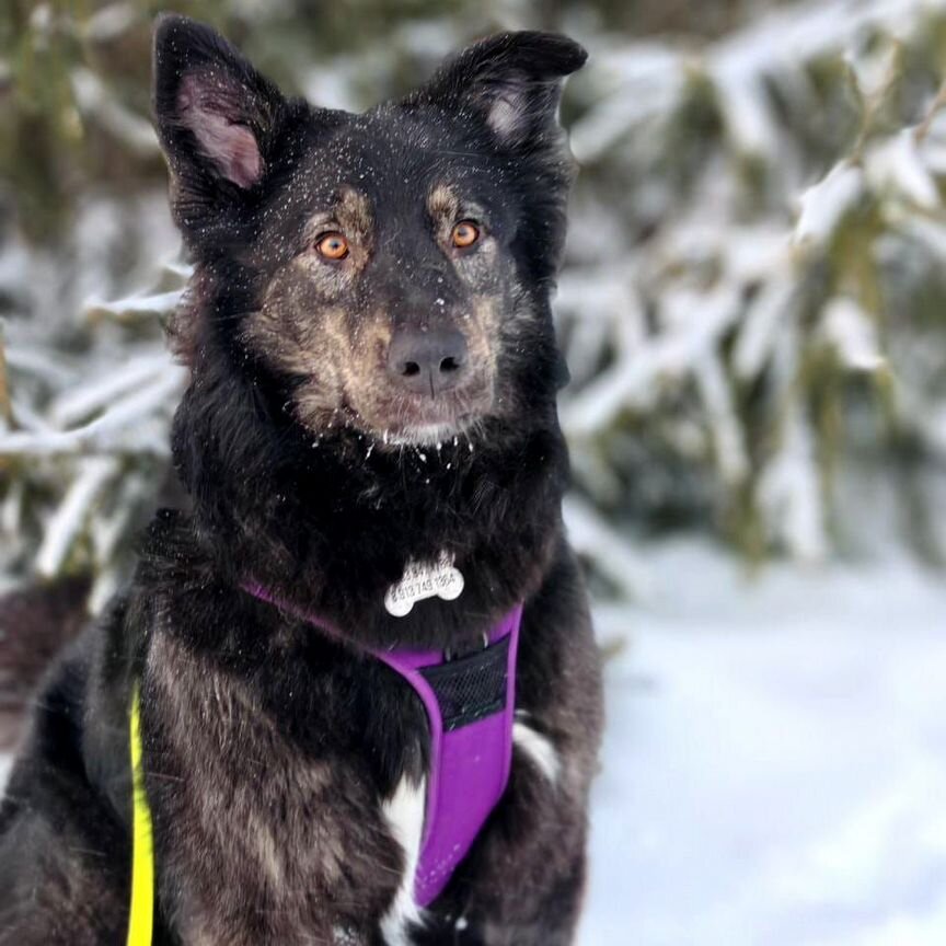 Умнейшая собака Калиста ищет дом