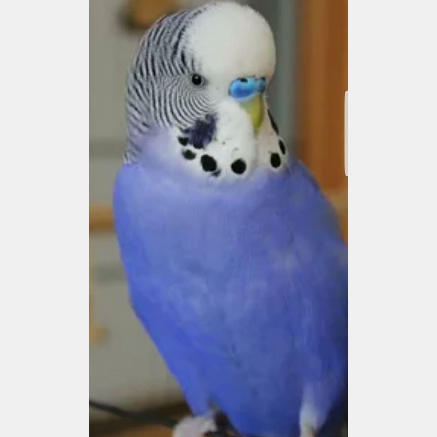 Волнистый попугай