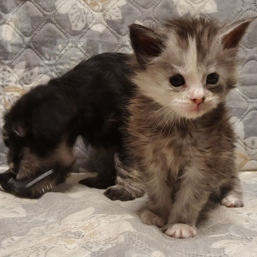 Котята мейн-кун