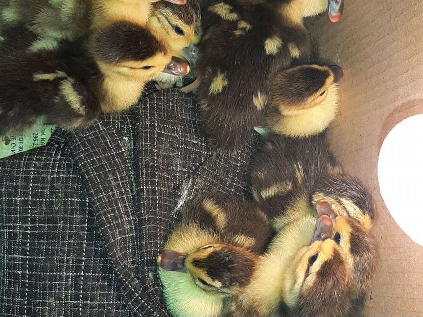 Утята индоутки