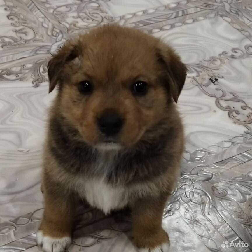 Собака в добрые руки отдам бесплатно