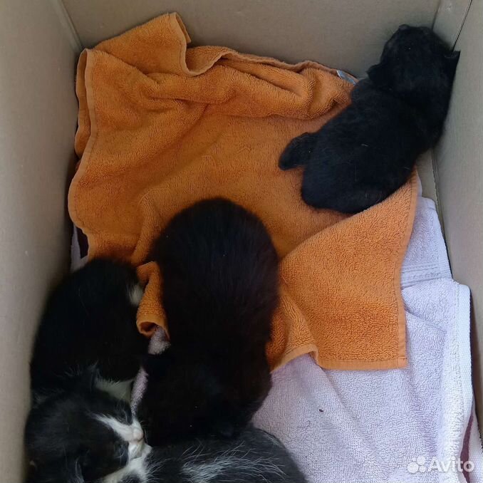 Отдаем котик бесплатно