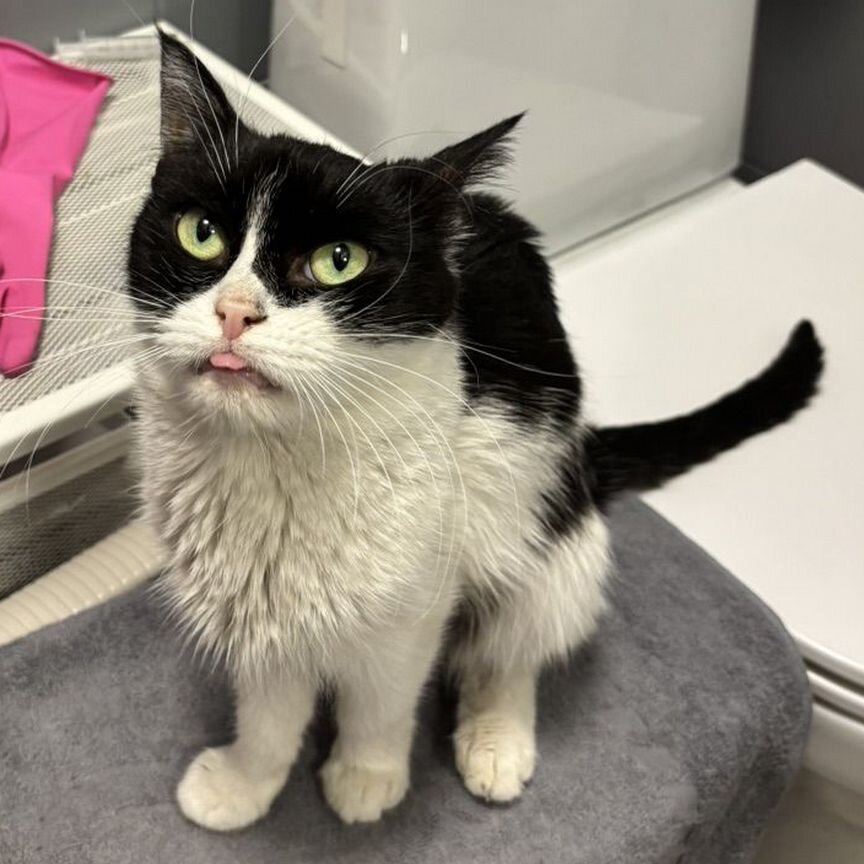 Взрослая, Девочка кошка в добрые руки