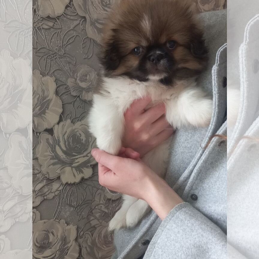 Пекинес, щенок