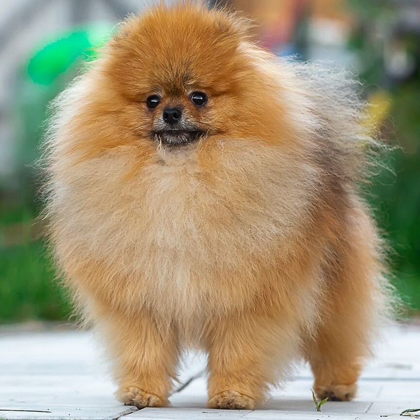 Мальчик возраст 1,5 года