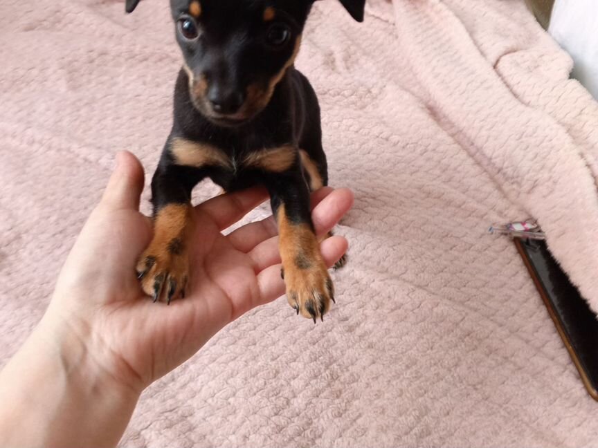 Той-терьер щенки