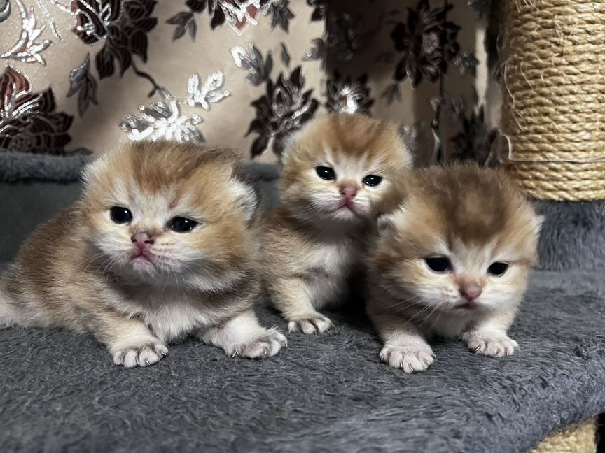 Котята золотая шиншилла