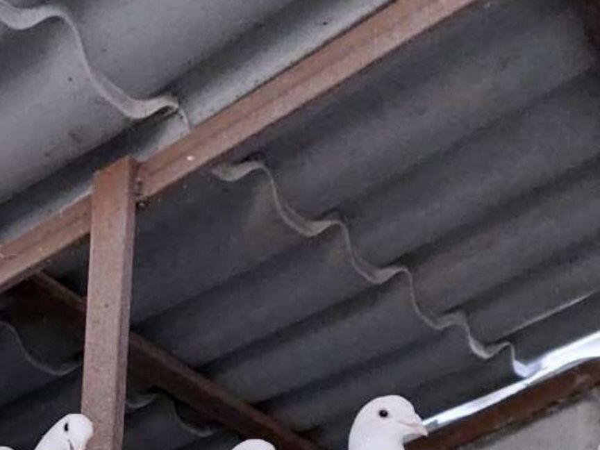 Почтовые белые голуби