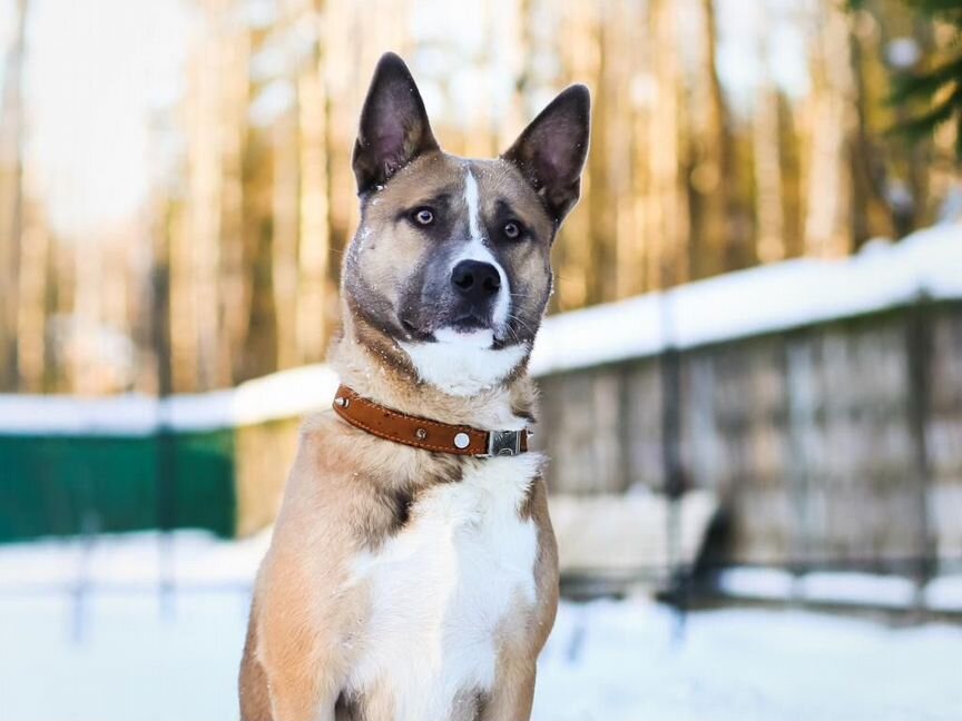 Метис 1,5 года ищет хозяина