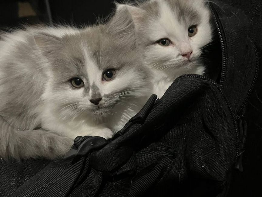 Котята, смесь британцев. Бесплатно