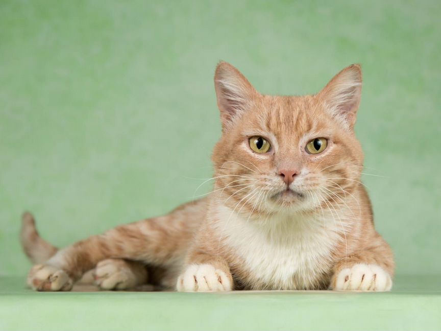 Котик Лаврик ищет дом