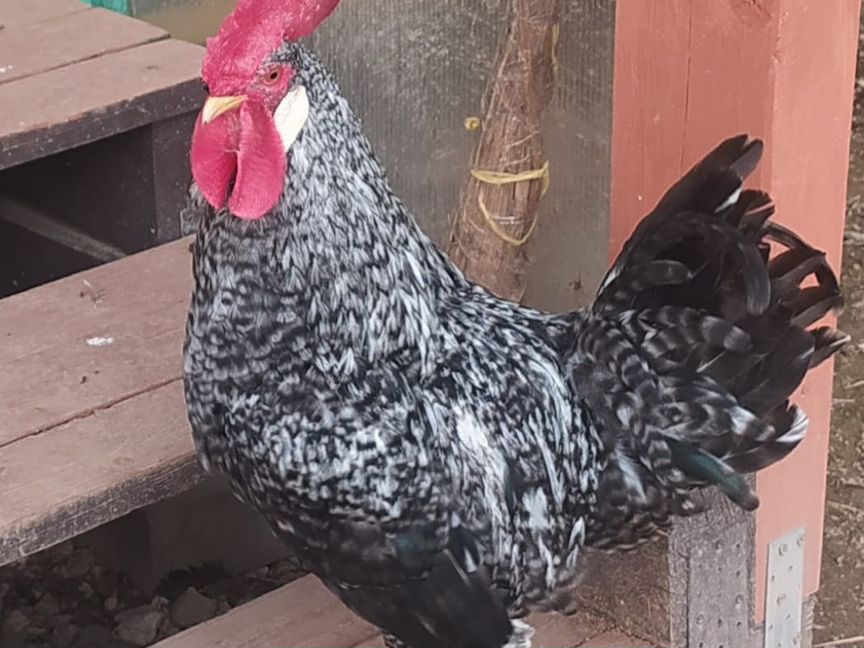 Куры легорн семья 1+2