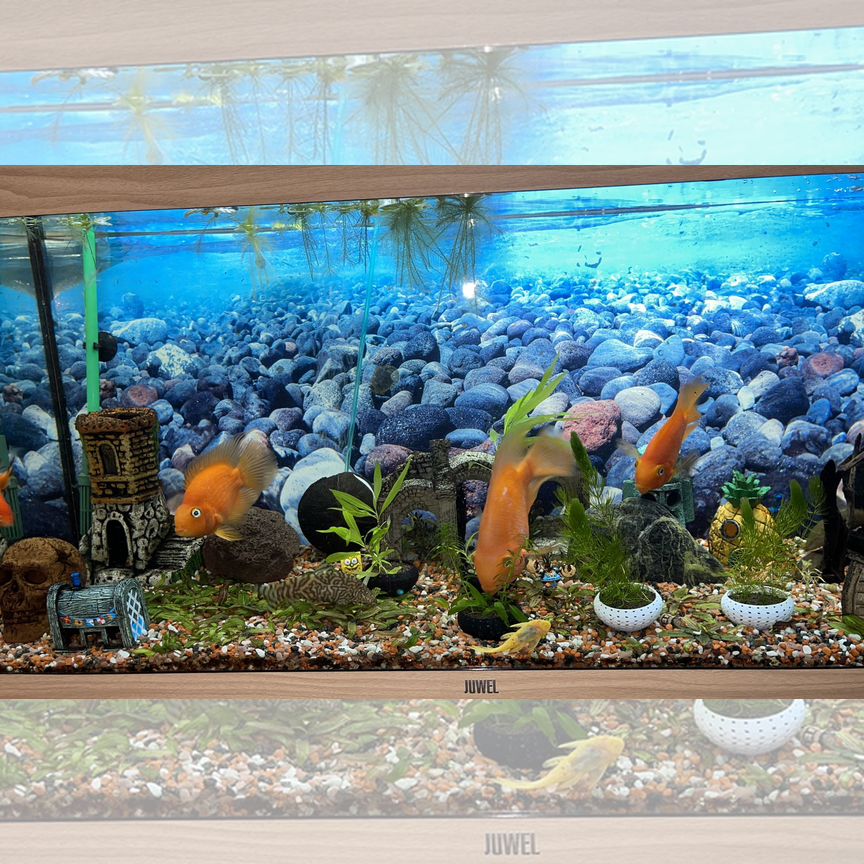 Аквариумные растения в горшочке на пропанте