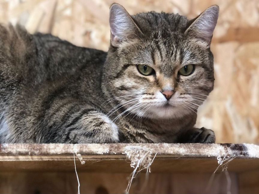 Кошечка Лаура из приюта