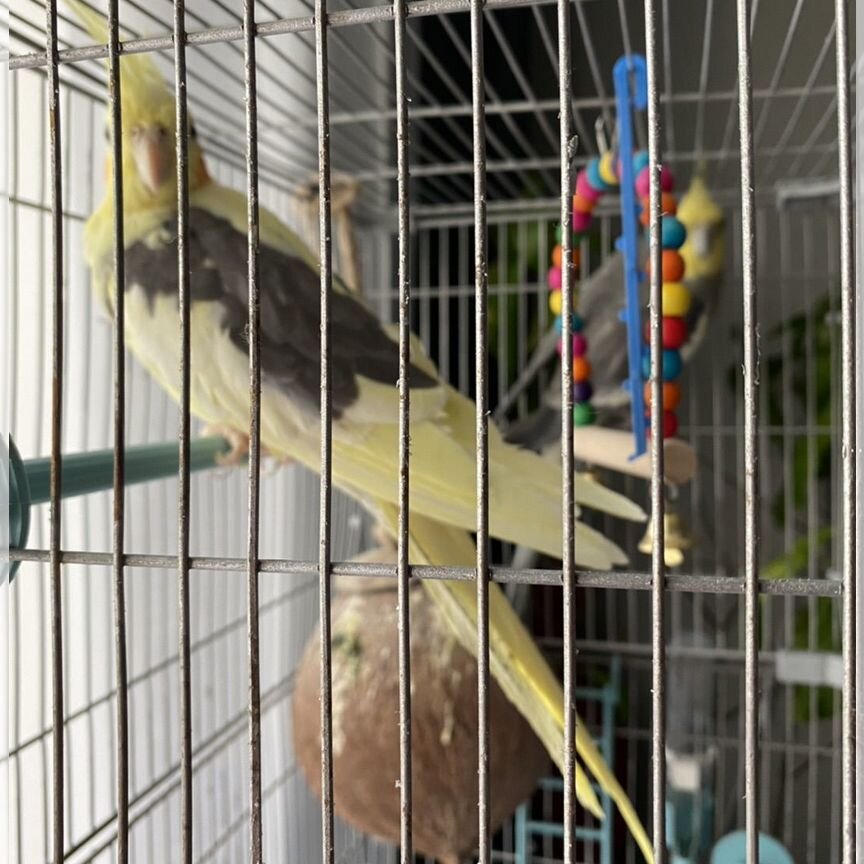 Попугай корелла с клеткой