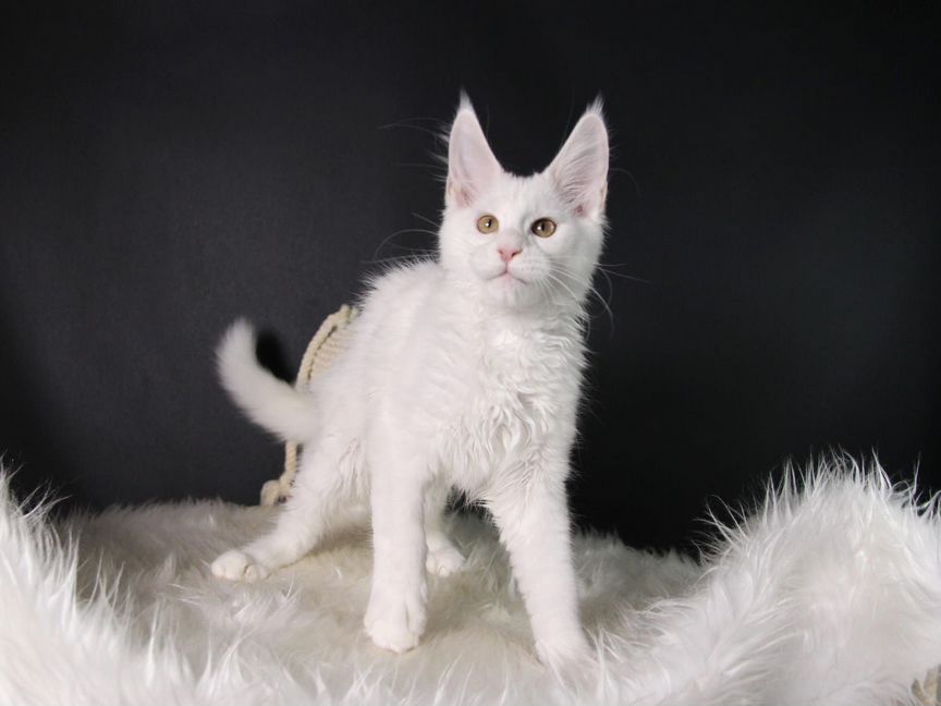 Котик Мейн кун
