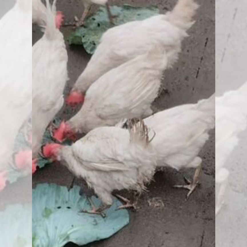 Куры несушки продам