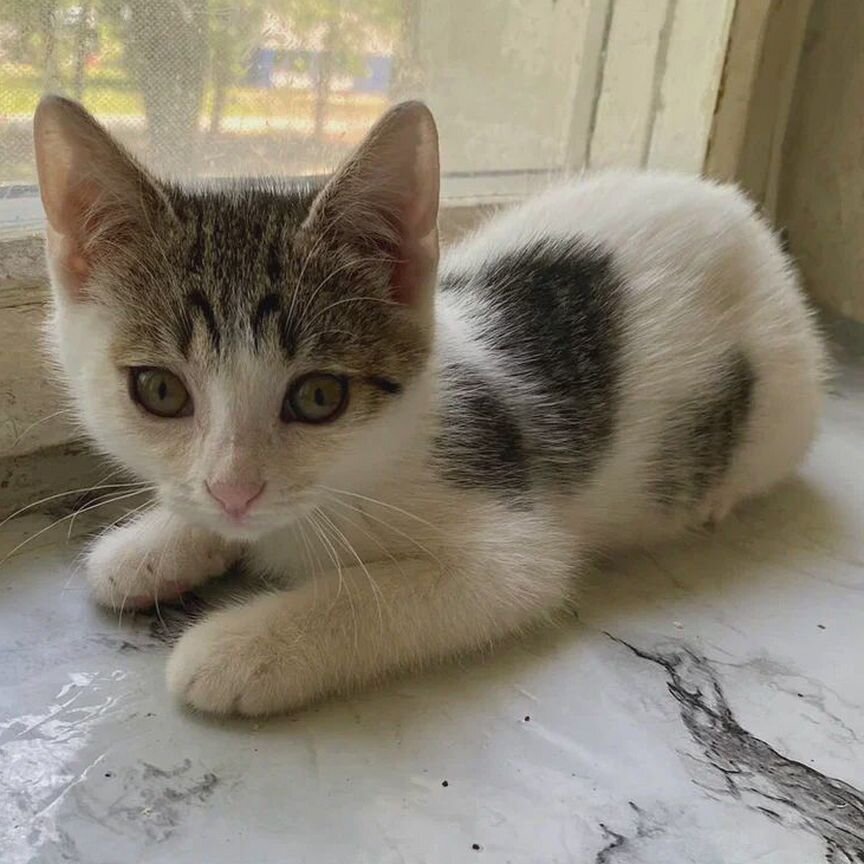Котёнок в добрые руки